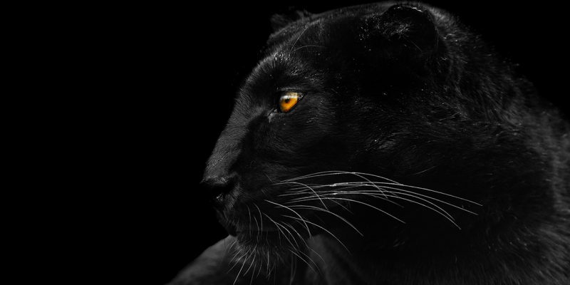 The BlackShadow Story, Our Mascot's 7 powerful attributes
