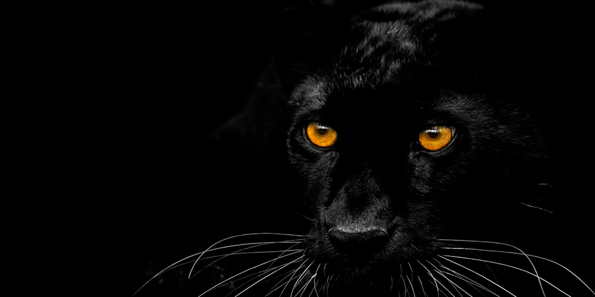 The BlackShadow Story, Our Mascot's 7 powerful attributes