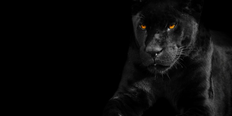 The BlackShadow Story, Our Mascot's 7 powerful attributes